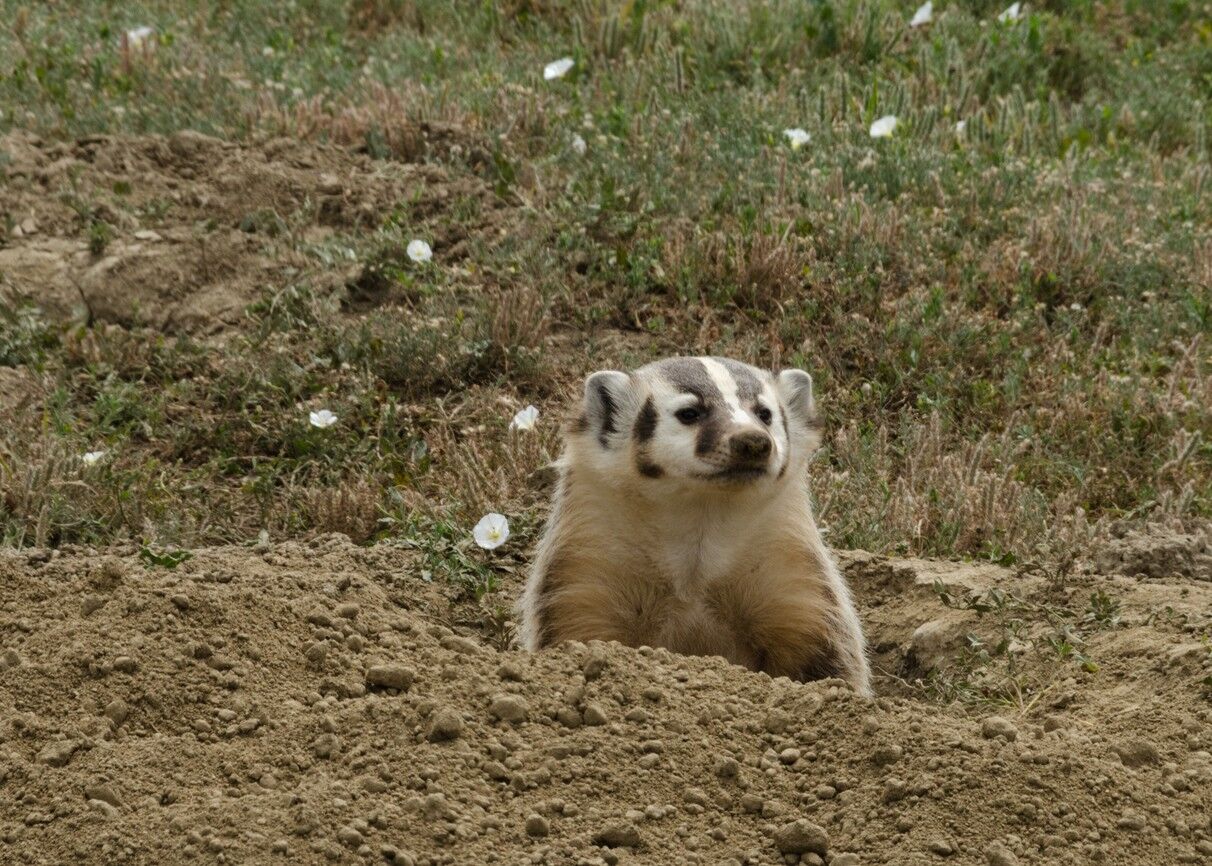badger control for the yard using traps