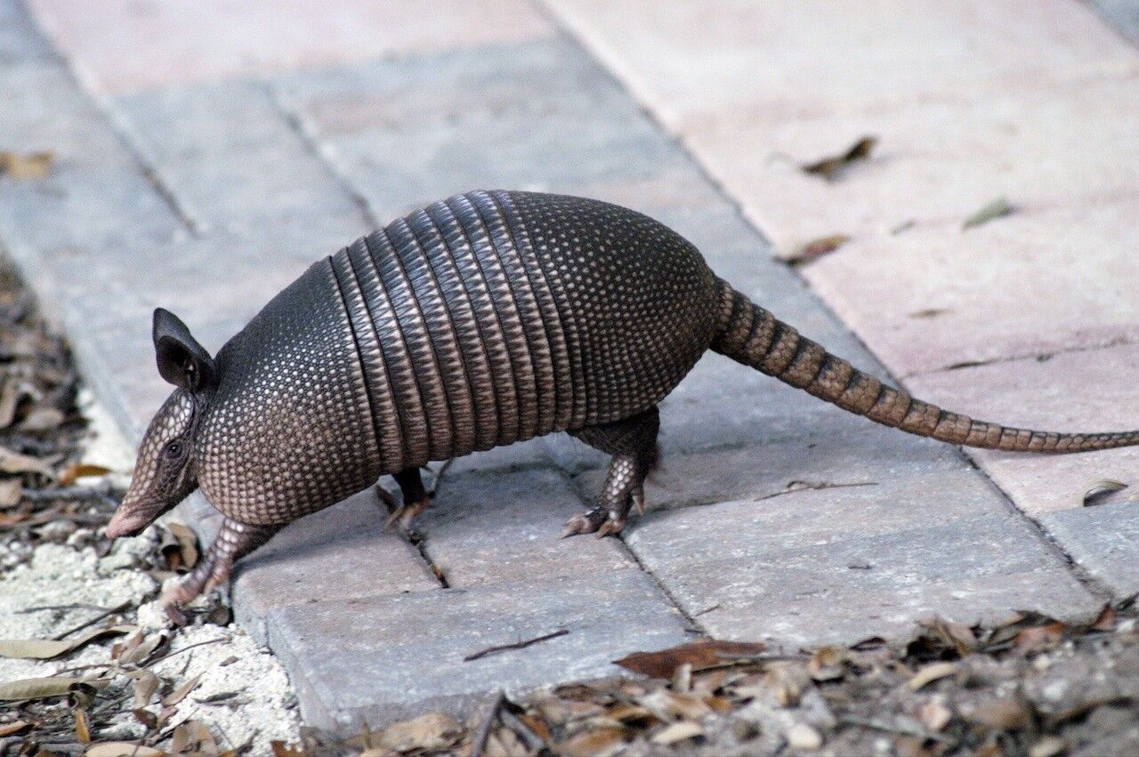 armadillo control, Armadillo Control, ARMADILLO CONTROL, armadilo control, Armadillo repellent ...