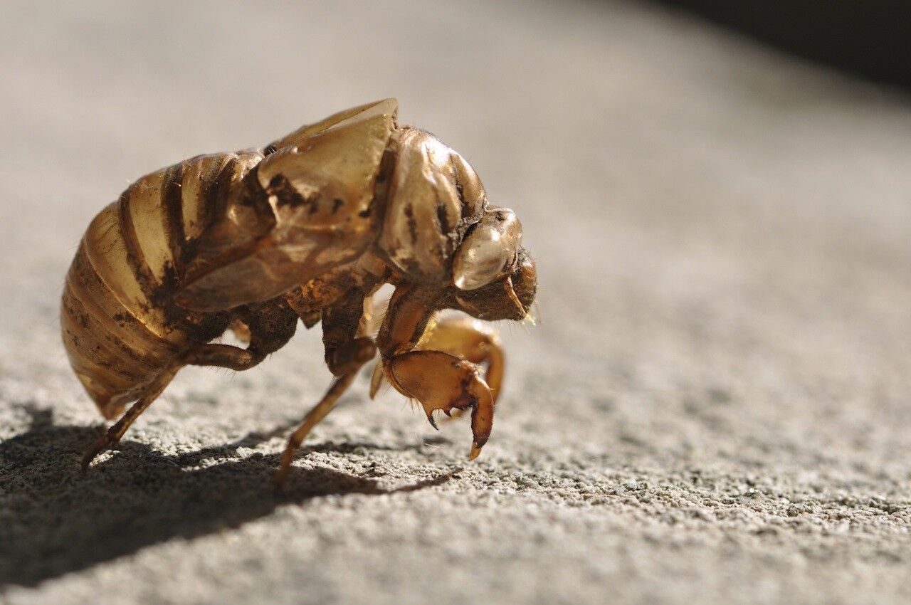 cicada control and treatments for the home yard and garden