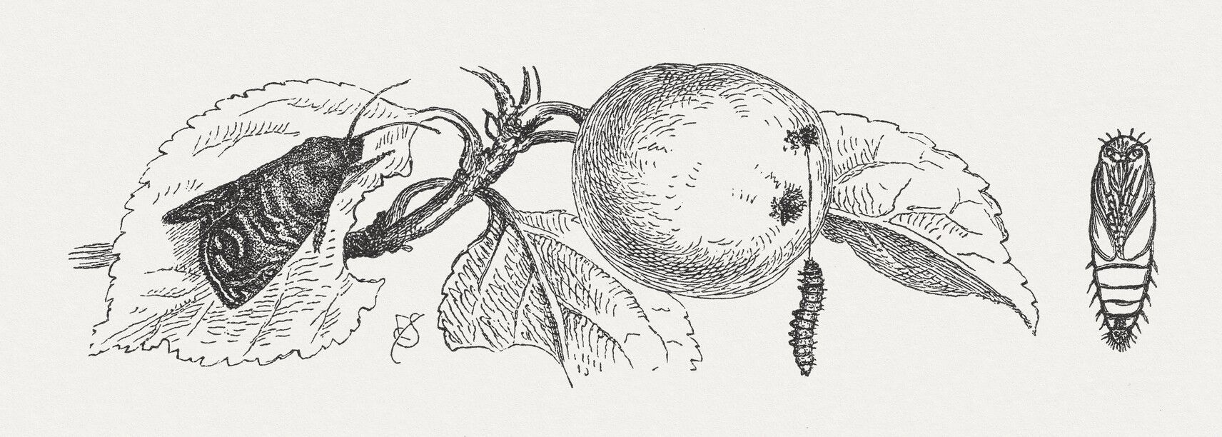 codling moth control and treatments for yard orchard and garden