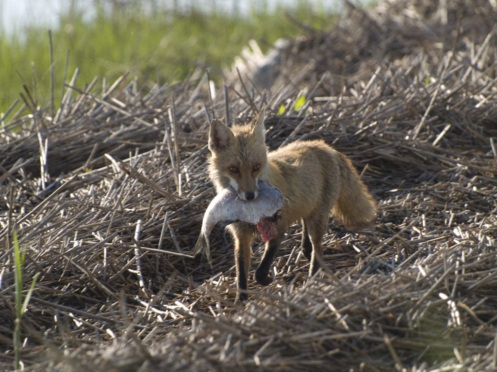 fox control using all kinds of traps and scent