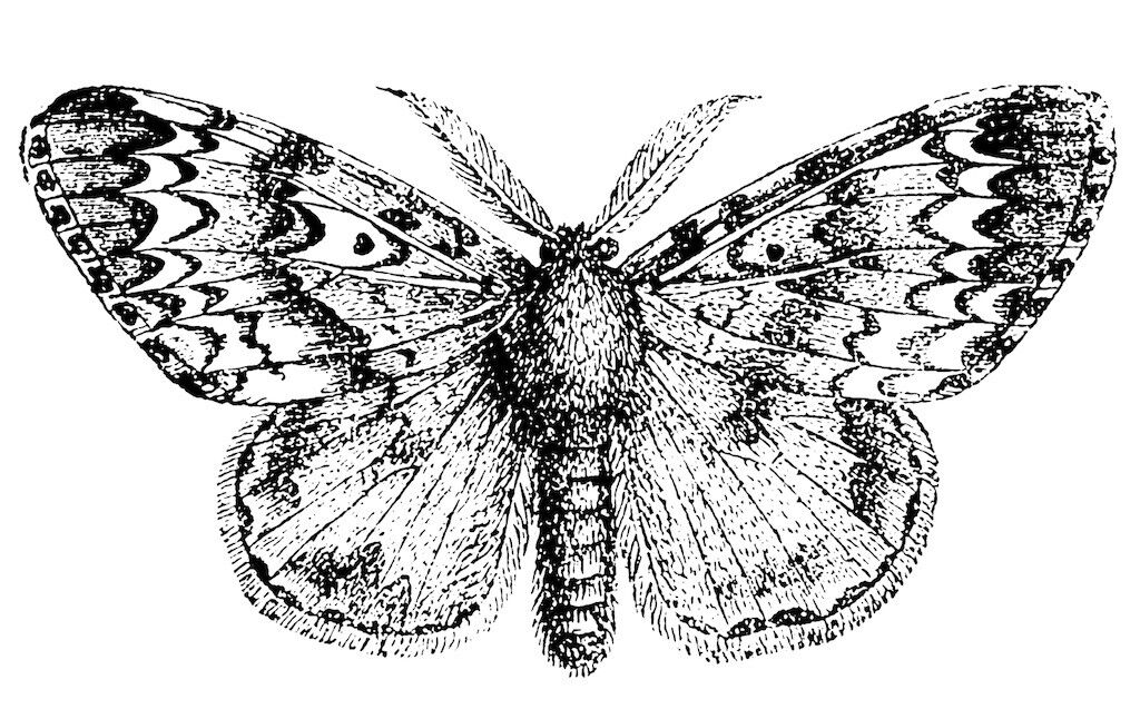 gypsy moth control and treatments for the yard and garden