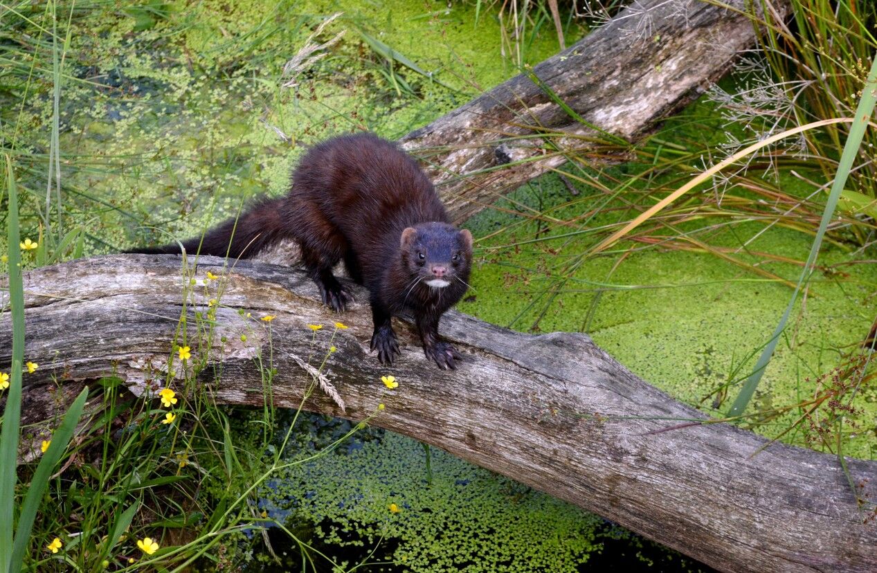 mink control, repellent and trapping for the home and yard