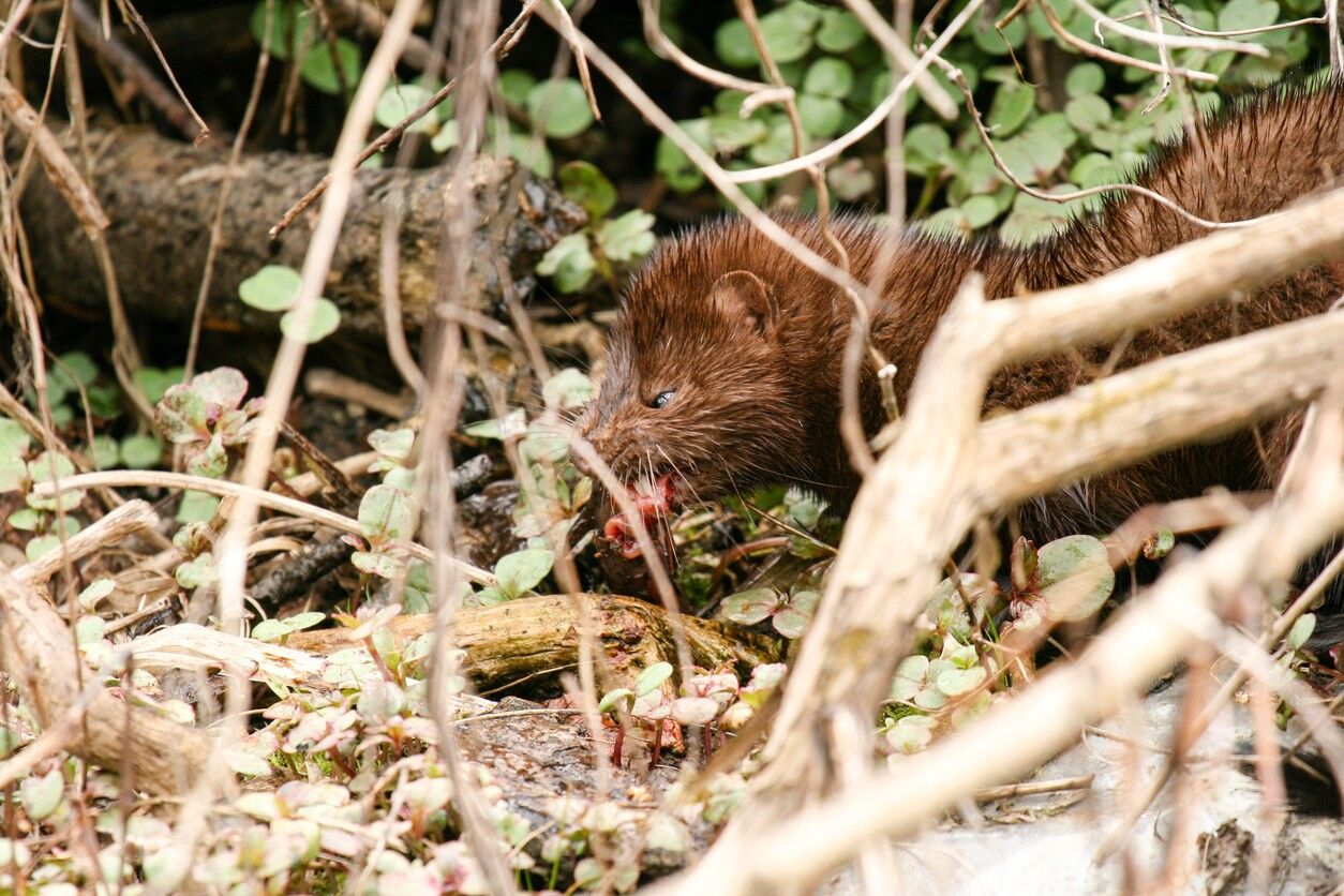 mink control, repellent and trapping for the home and yard