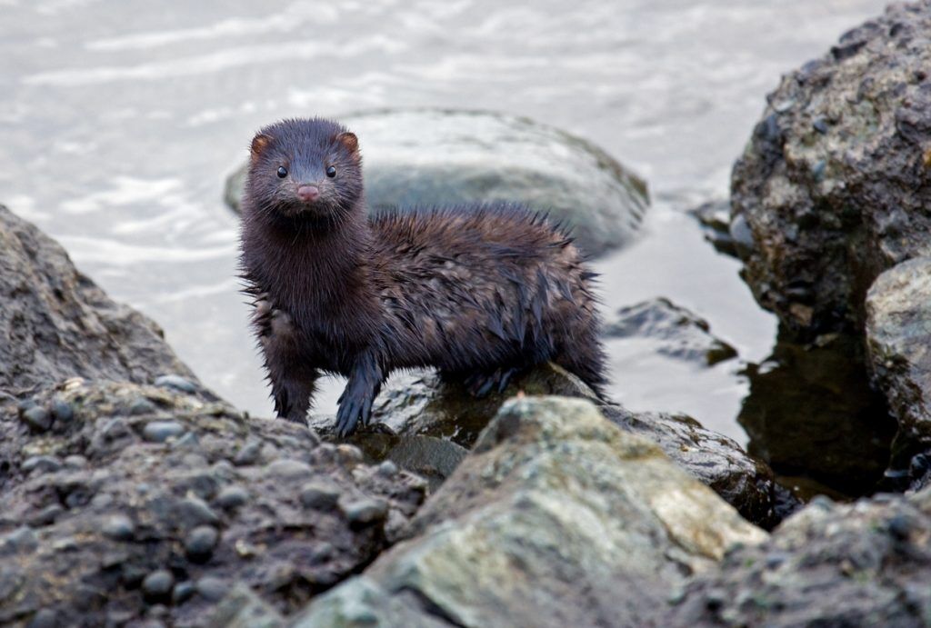 mink control, repellent and trapping for the home and yard