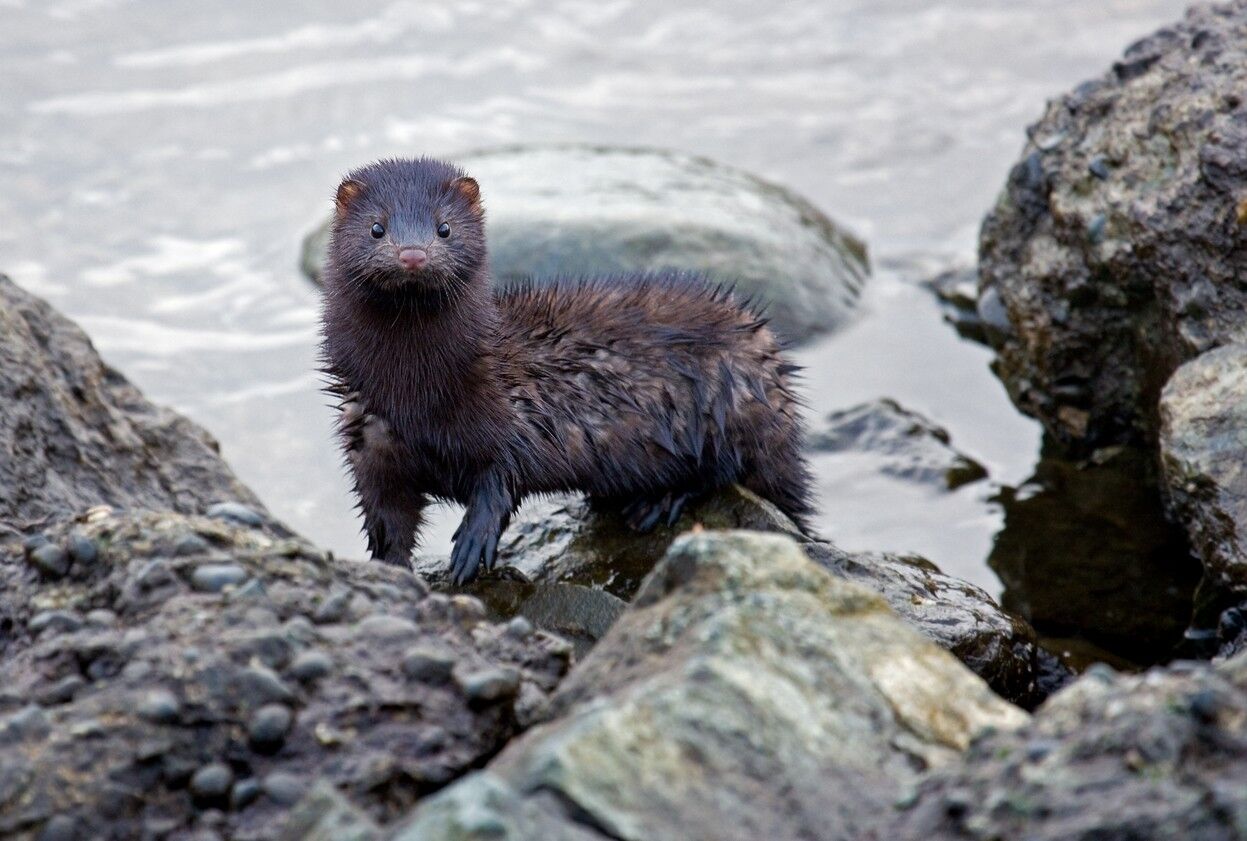 mink control, repellent and trapping for the home and yard