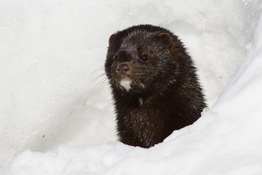 mink control, repellent and trapping for the home and yard