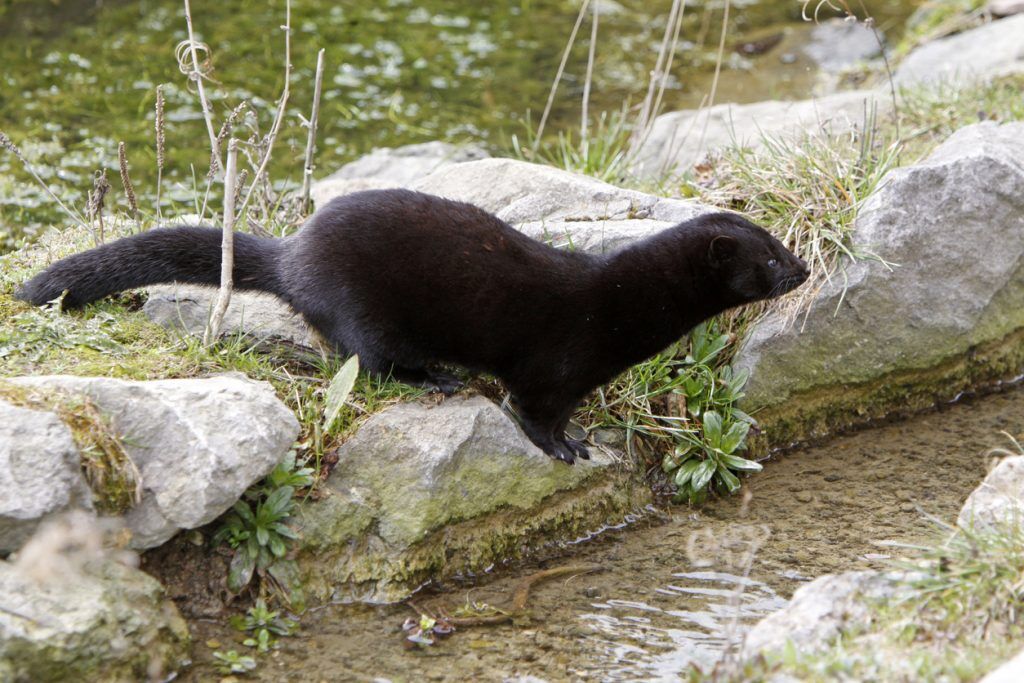 mink control, repellent and trapping for the home and yard
