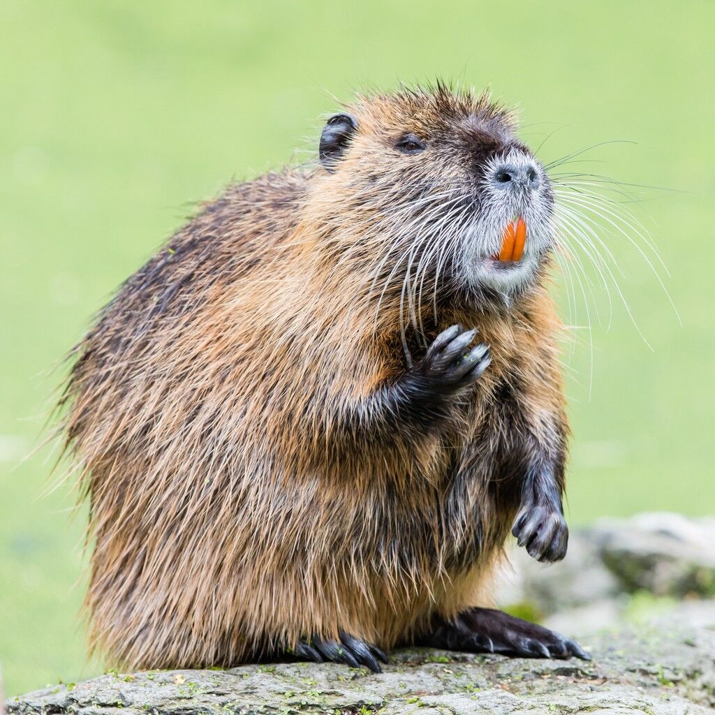 nutria control and treatments for the home yard and garden