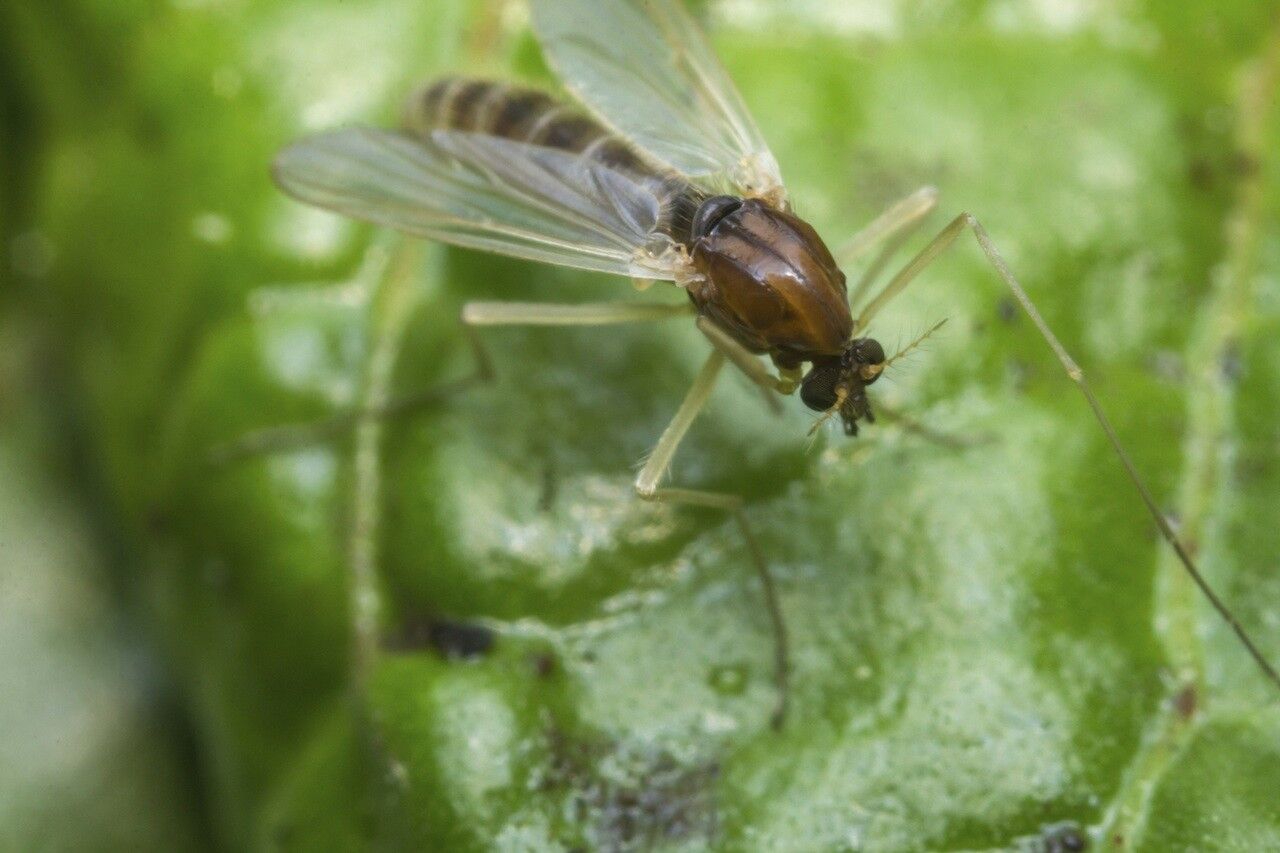 SAND FLY CONTROL AND TREATMENTS FOR THE HOME | BUGSPRAY.COM