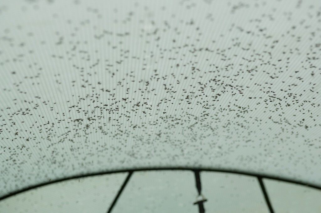 SAND FLY CONTROL AND TREATMENTS FOR THE HOME | BUGSPRAY.COM