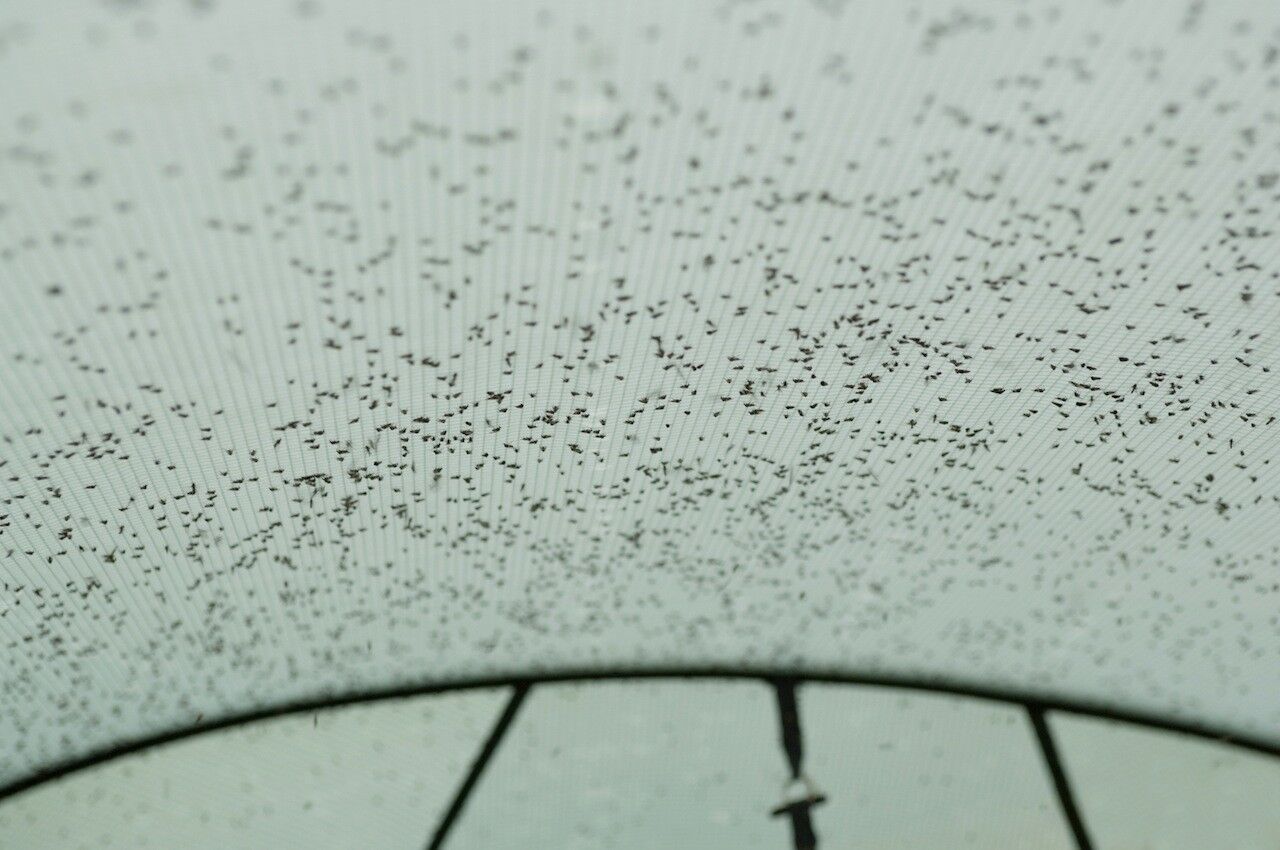 SAND FLY CONTROL AND TREATMENTS FOR THE HOME | BUGSPRAY.COM