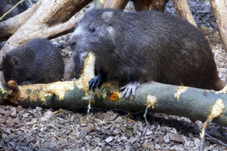 nutria control and treatments for the home yard and garden