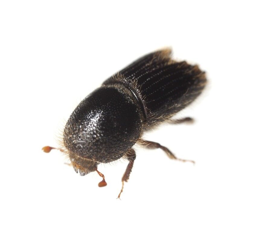 pine bark beetle control and treatments for infected trees