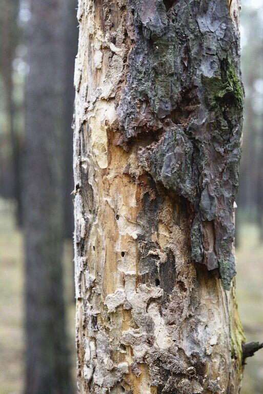 pine bark beetle control and treatments for infected trees