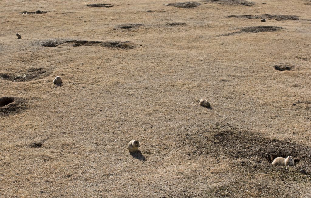 HOW TO CONTROL A PRAIRIE DOG INFESTATION | BUGSPRAY