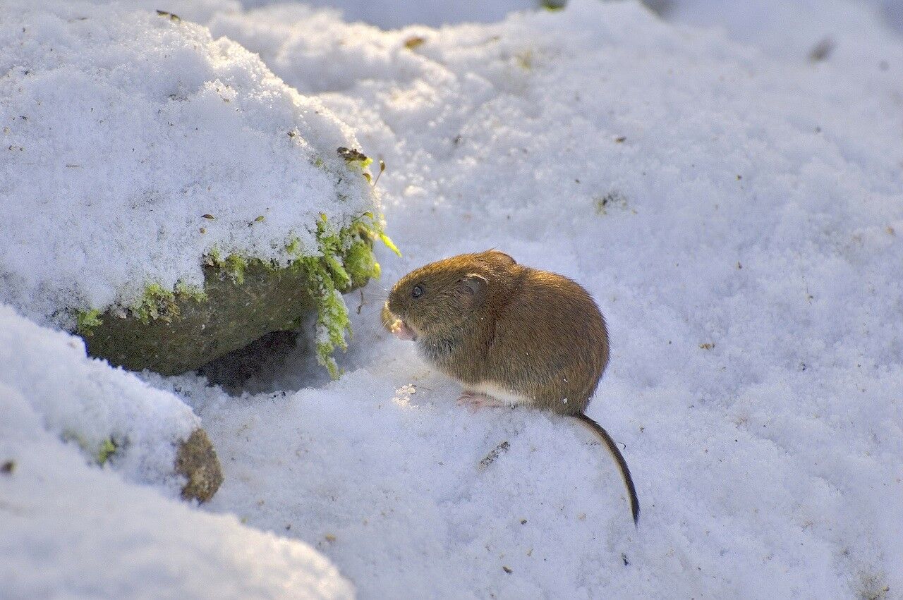 VOLE CONTROL FOR THE YARD AND GARDEN | BUGSPRAY