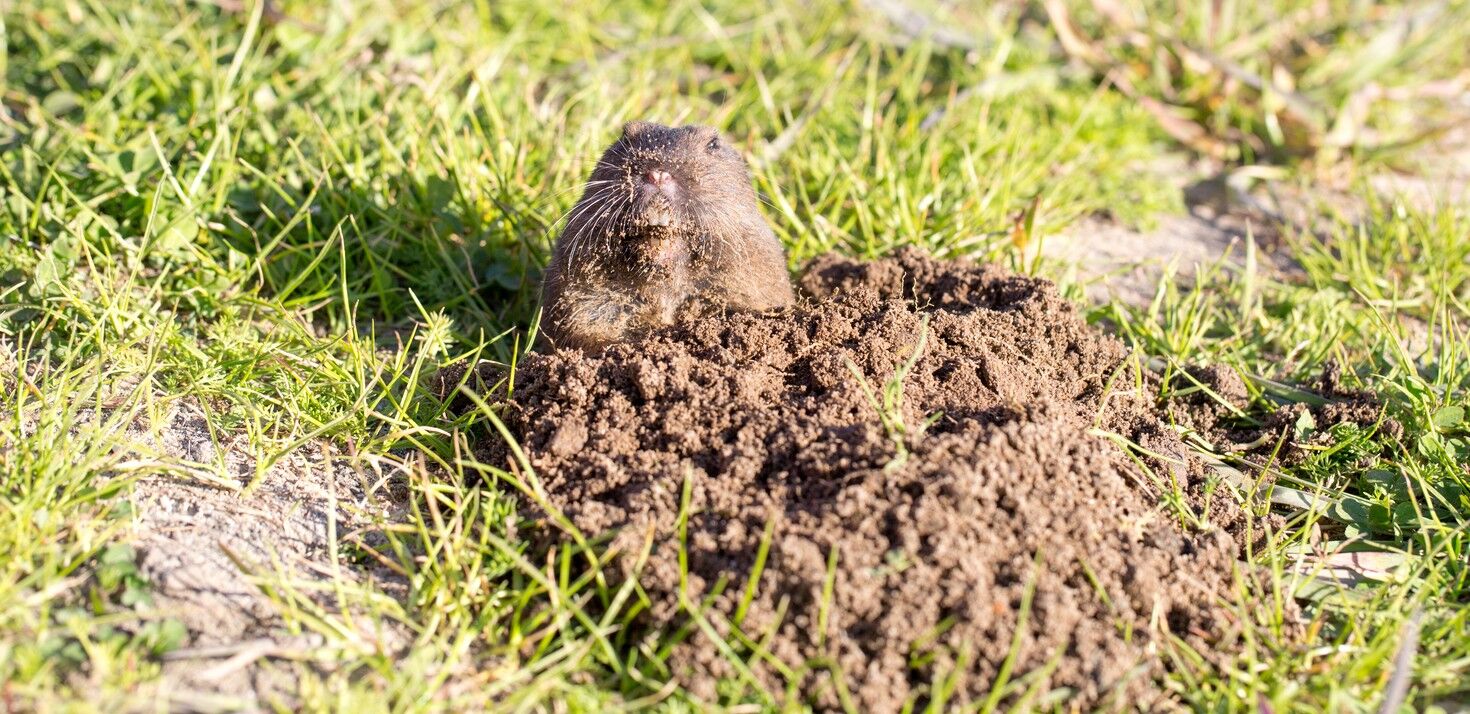 Gopher Control & Treatments in Atlanta GA | Gopher Trapping