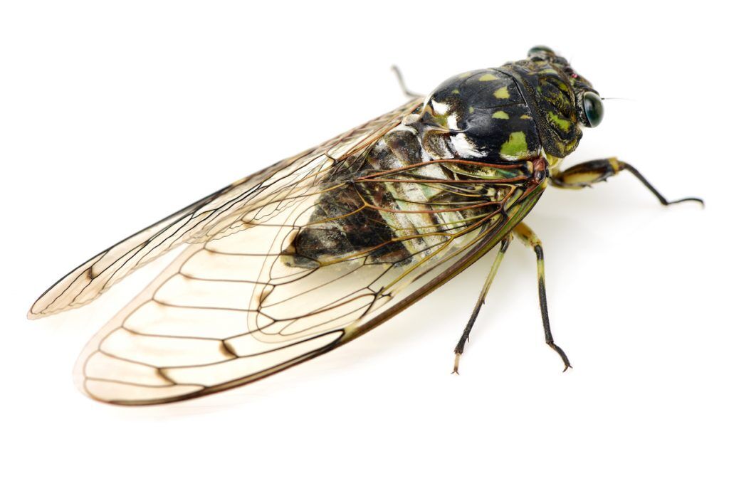 cicada control and treatments for the home yard and garden