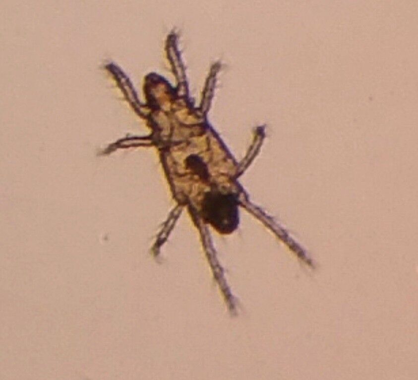 straw itch mite control and treatments for the home yard and garden