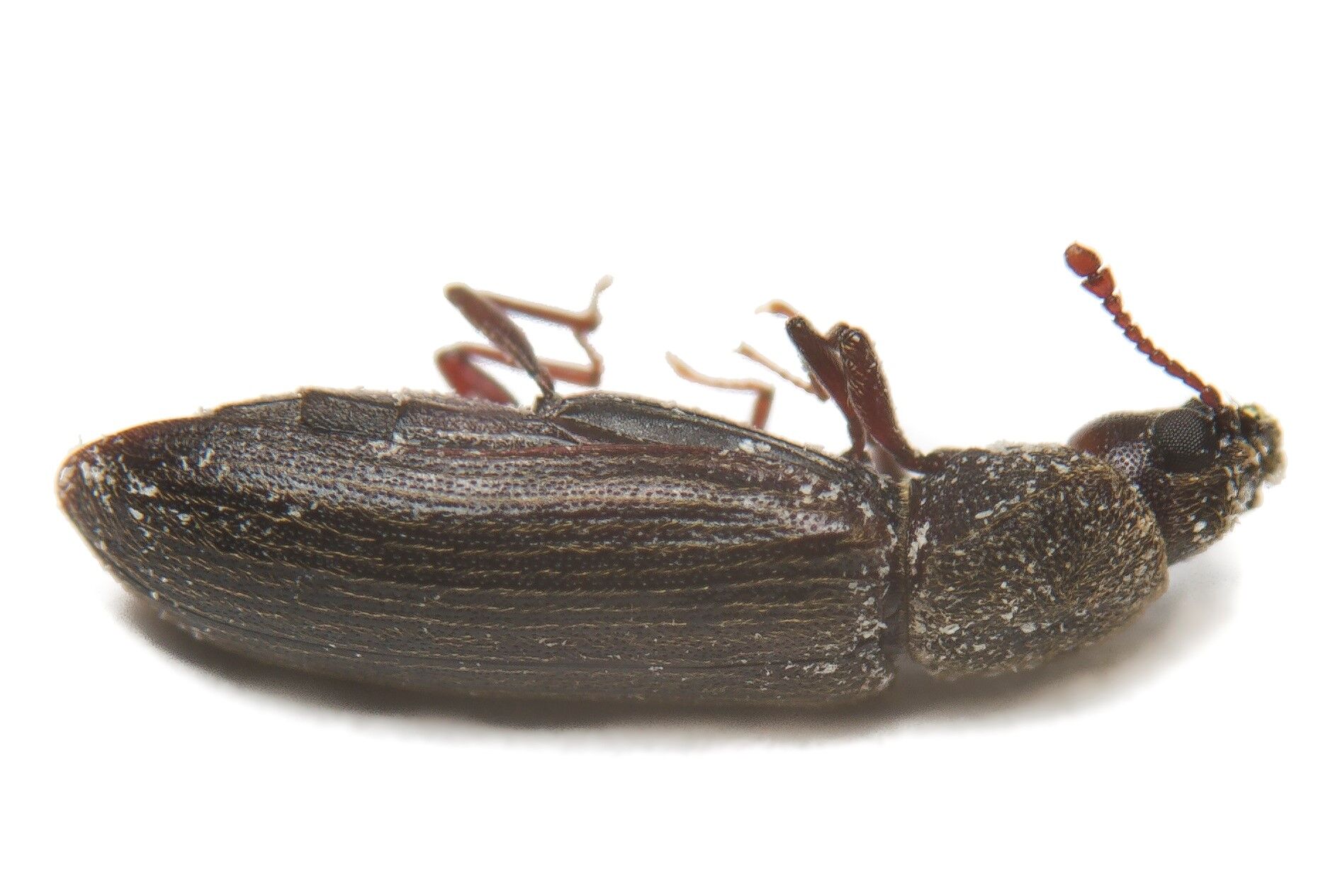 BEST POWDERPOST BEETLE TREATMENTS | BUGSPRAY.COM