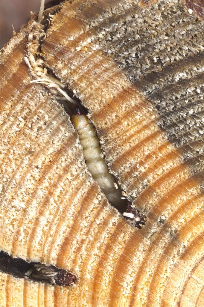 tree borer beetle control and treatments