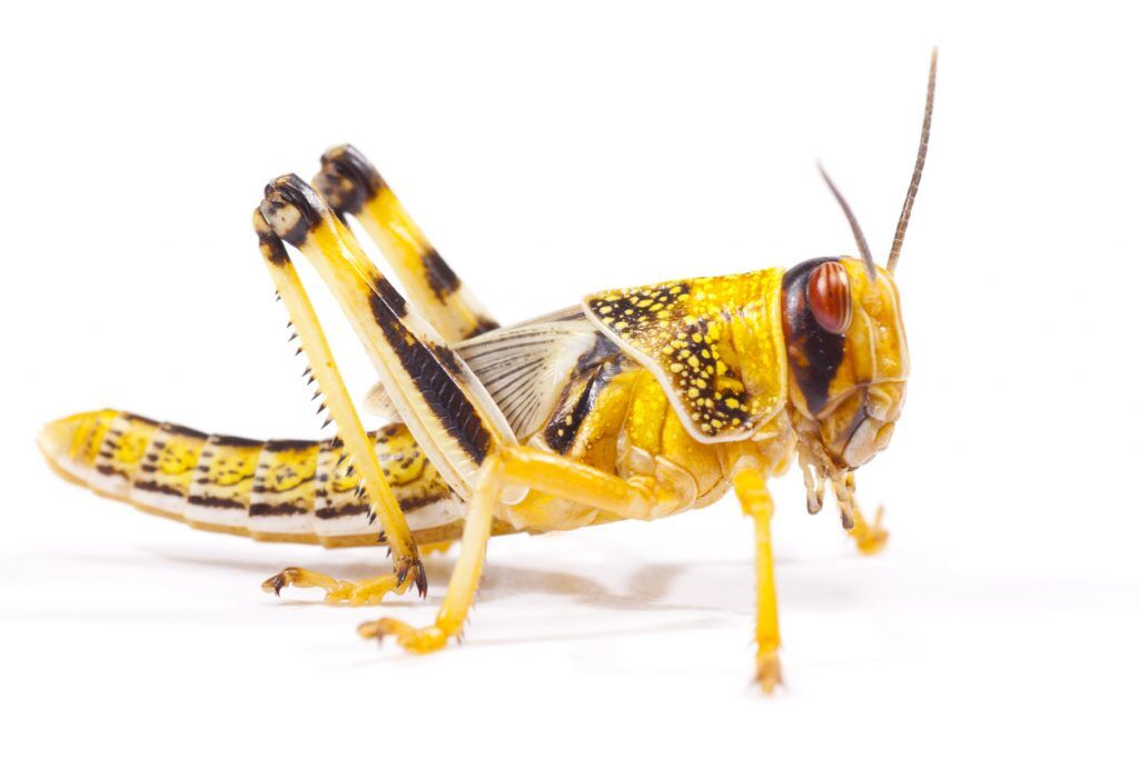 locust control and treatments for the home yard and garden