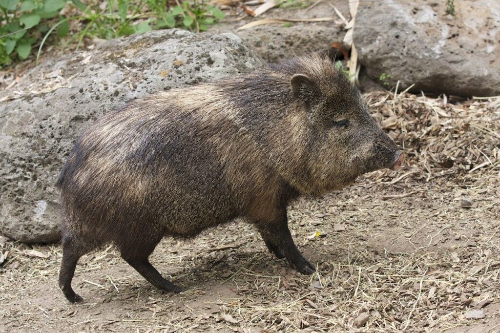 javelina control and trapping methods for the home yard and garden