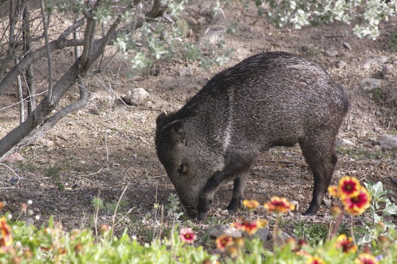 javelina control and trapping methods for the home yard and garden