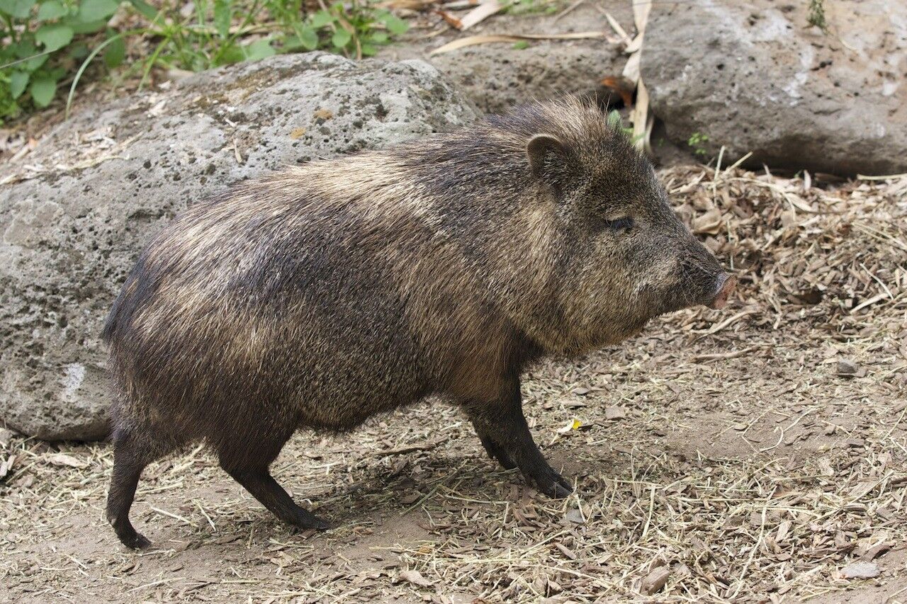 javelina control and trapping methods for the home yard and garden