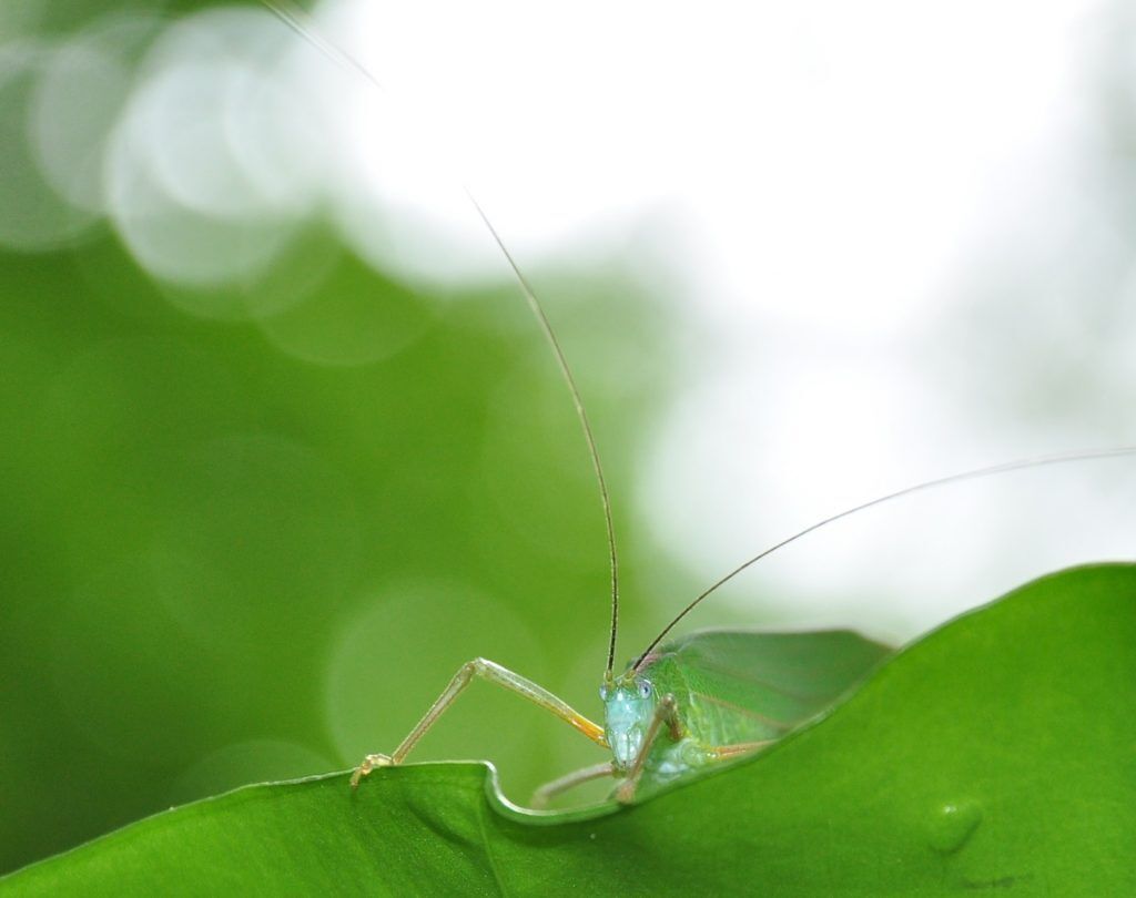 locust control and treatments for the home yard and garden