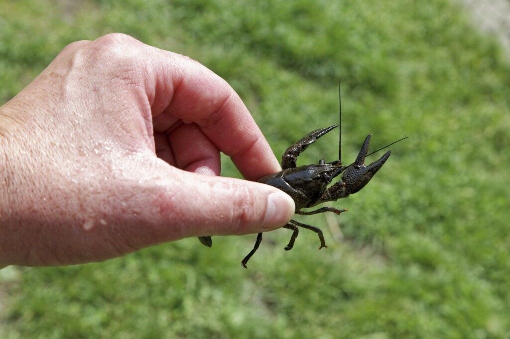 crayfish control for the lawn, yard and garden