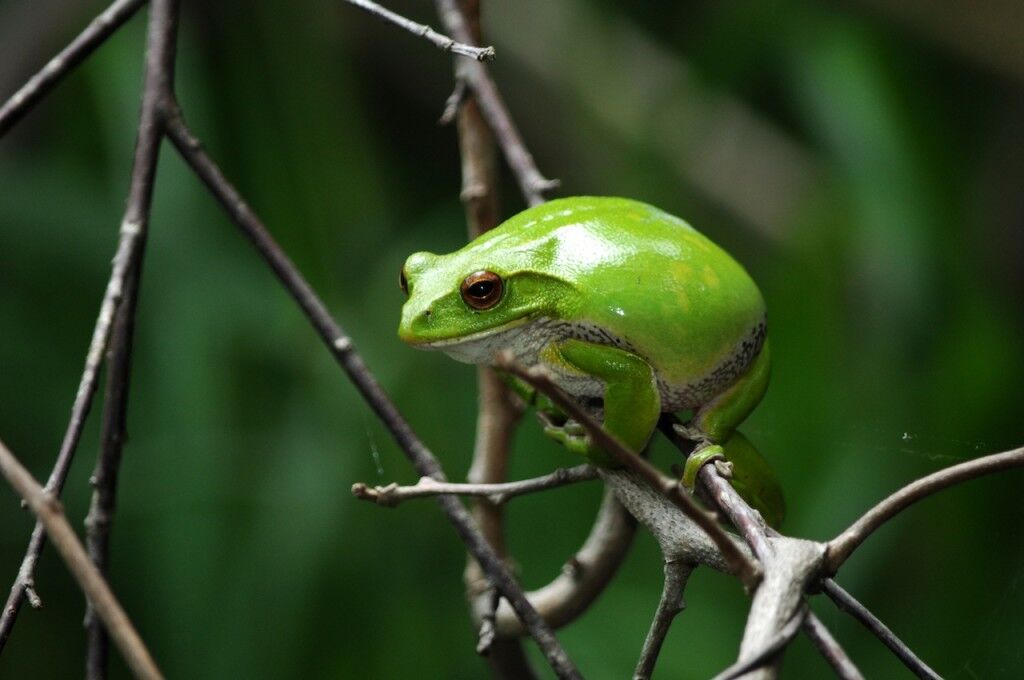 control and treatments for the home yard and garden