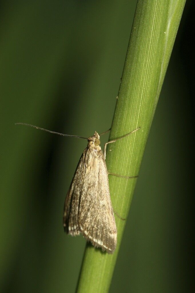 FALL WEBWORM CONTROL | BUGSPRAY.COM