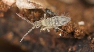 springtail control and treatments for the home yard and garden