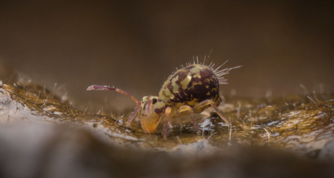 springtail control and treatments for the home yard and garden