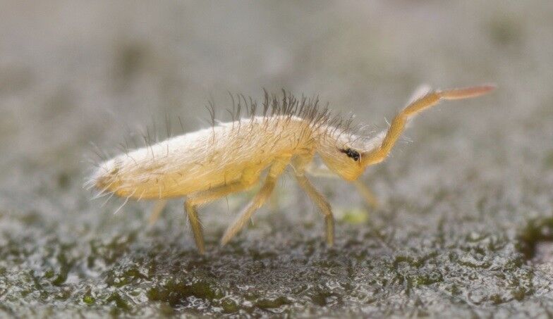 springtail control and treatments for the home yard and garden