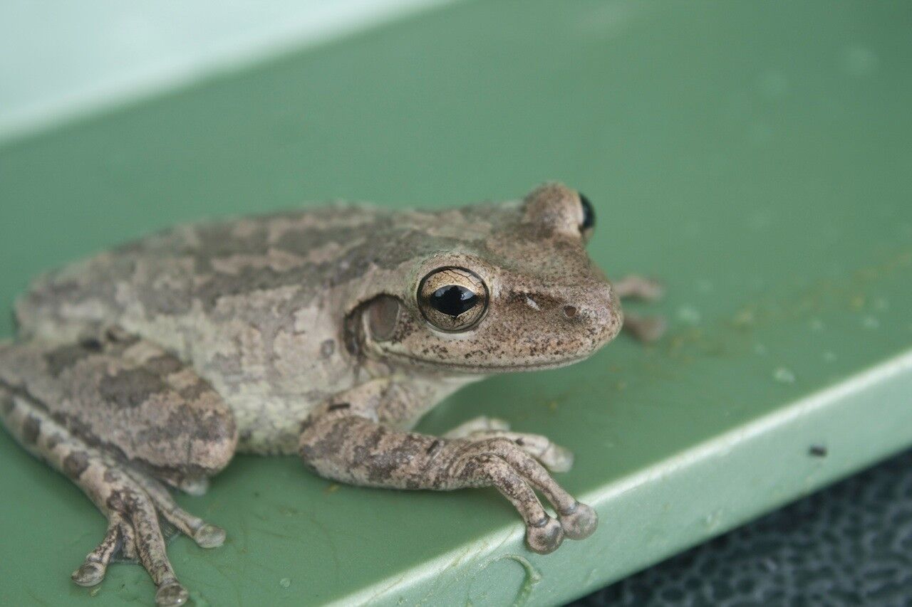 Cuban Treefrog Control for the Yard | BUGSPRAY.COM