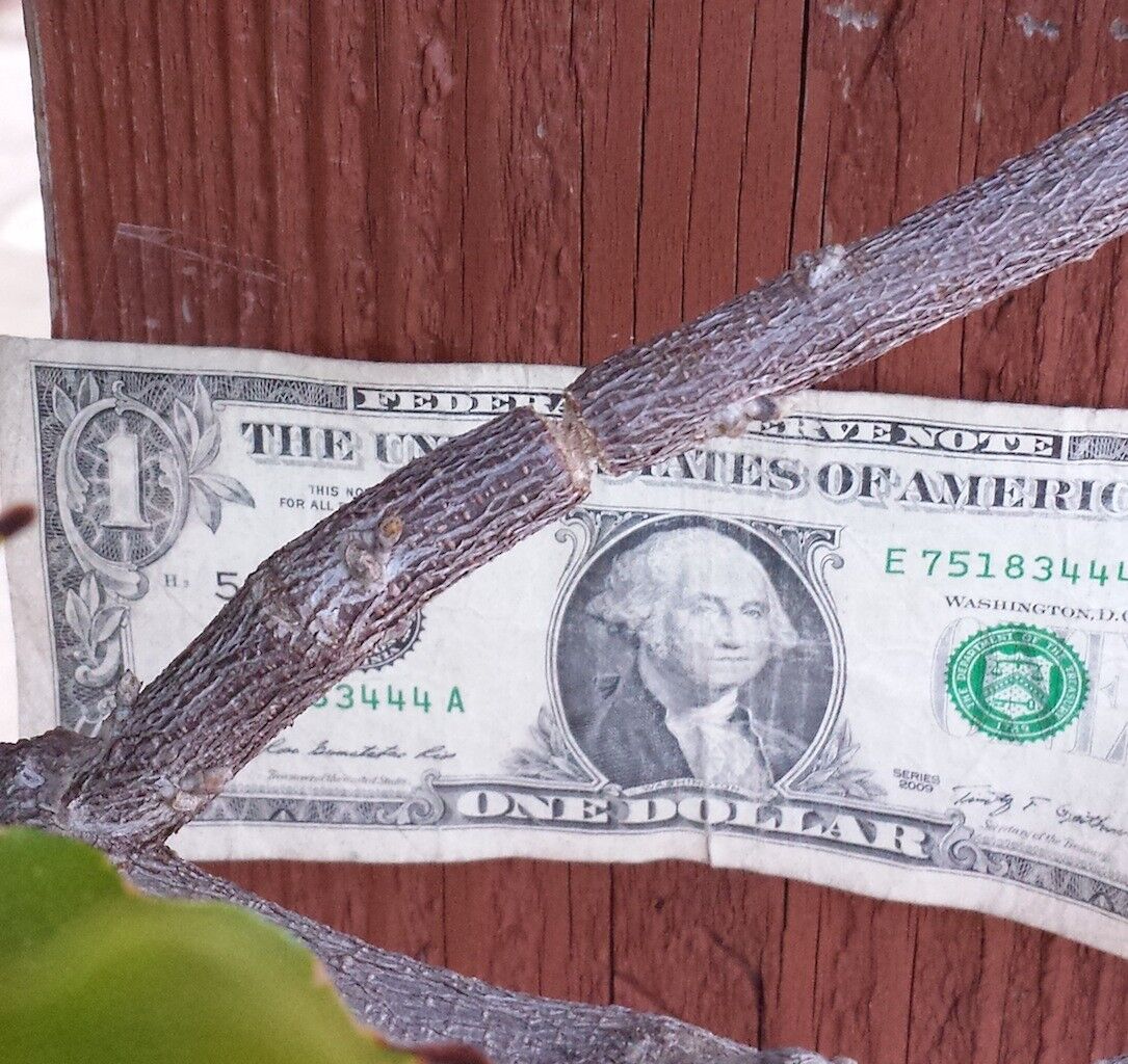 Twig Girdler Control | BUGSPRAY.COM