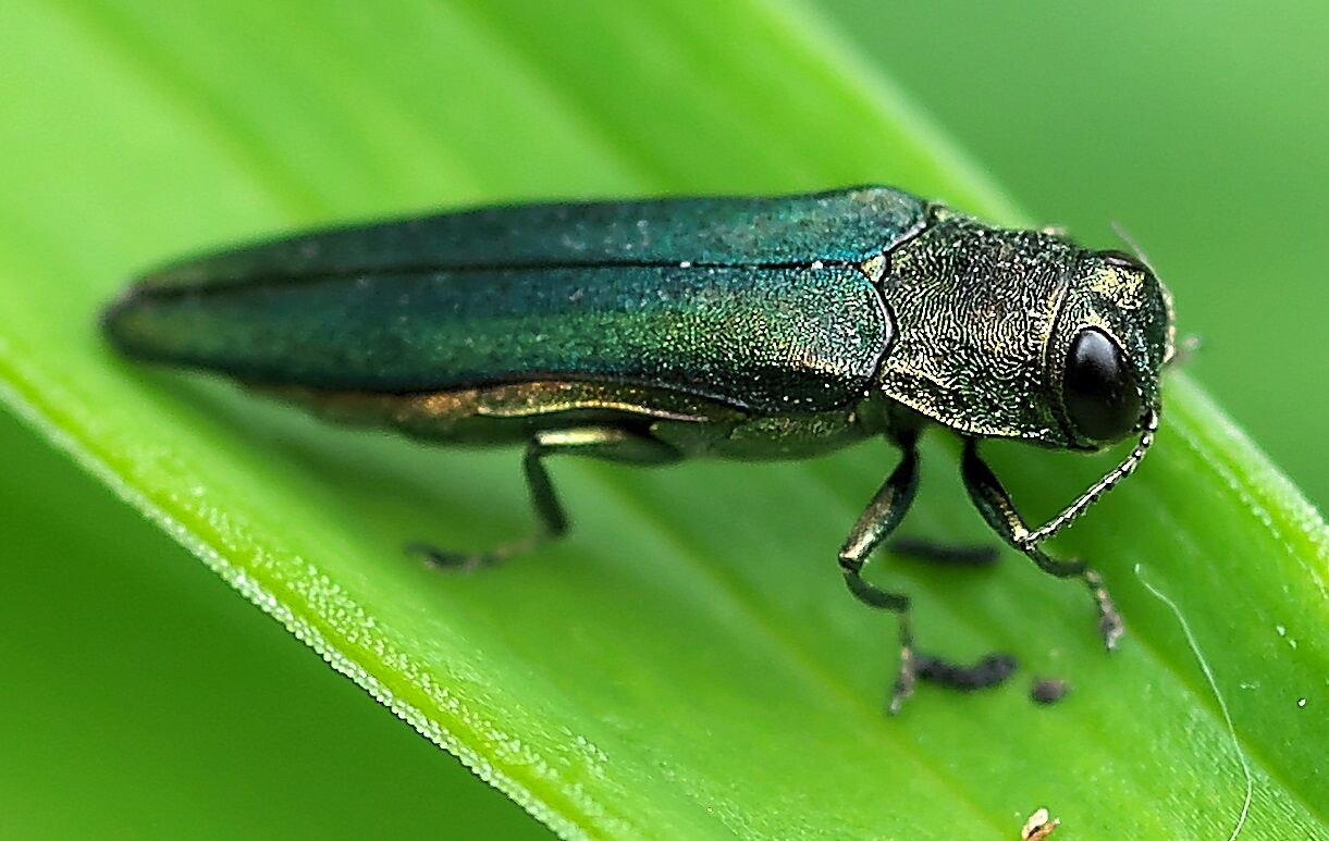 how to control emerald ash borers in the yard and garden