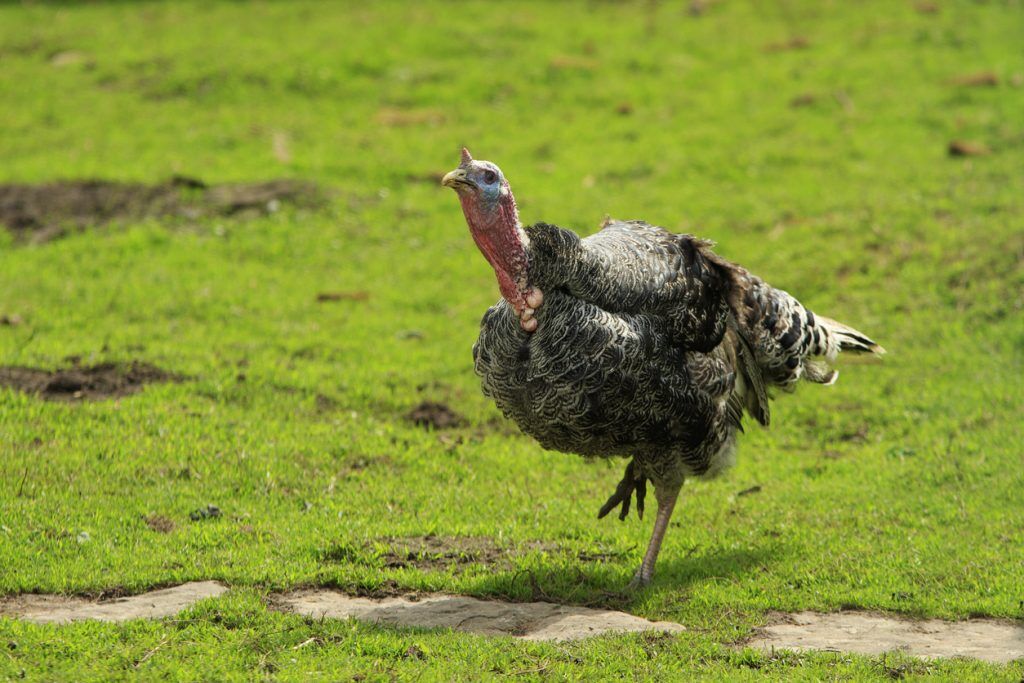 wild turkeys scratching up yard | BUGSPRAY.COM