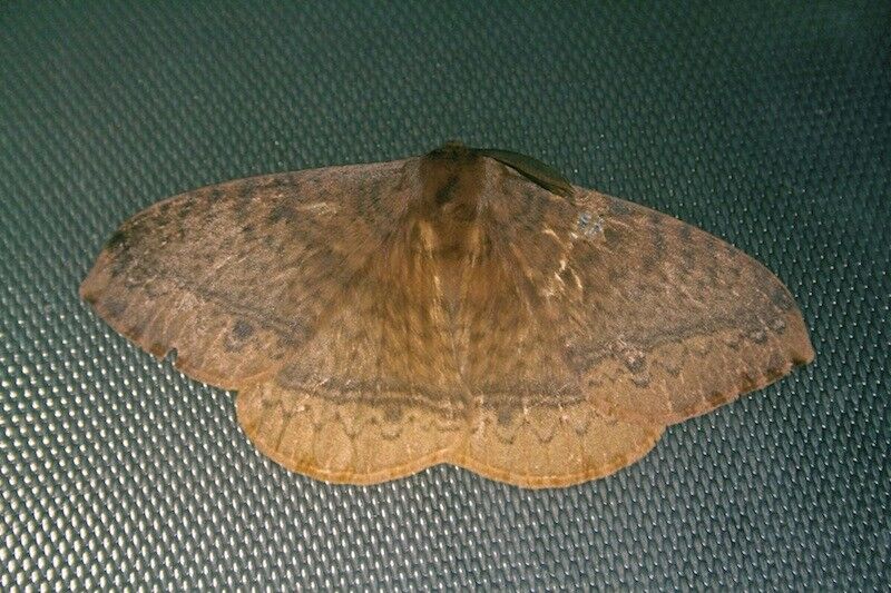 How can I get rid of Winter Moths? | BUGSPRAY.COM