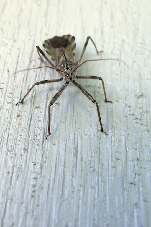 Assassin bug control and treatments for the home yard and garden