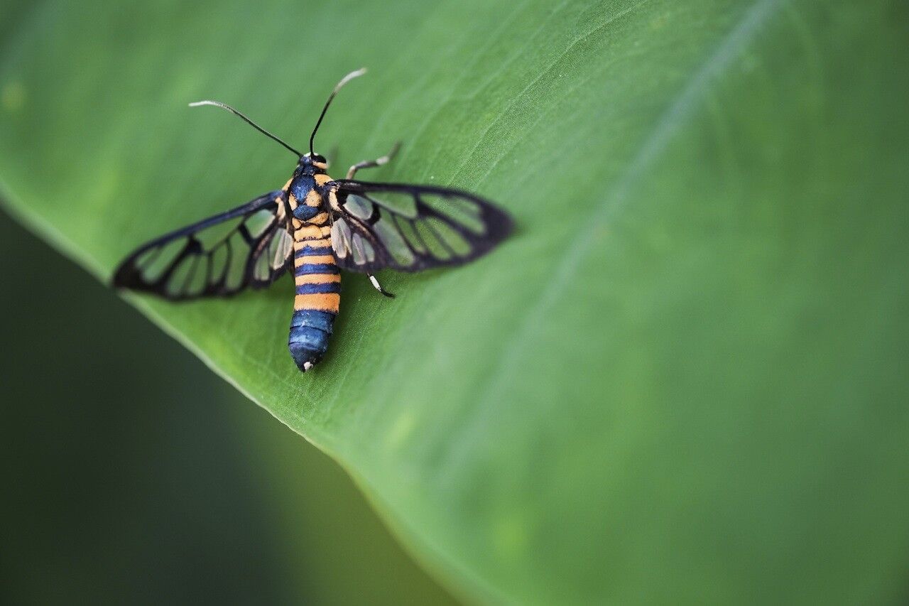 WASP MOTH CONTROL | BUGSPRAY.COM