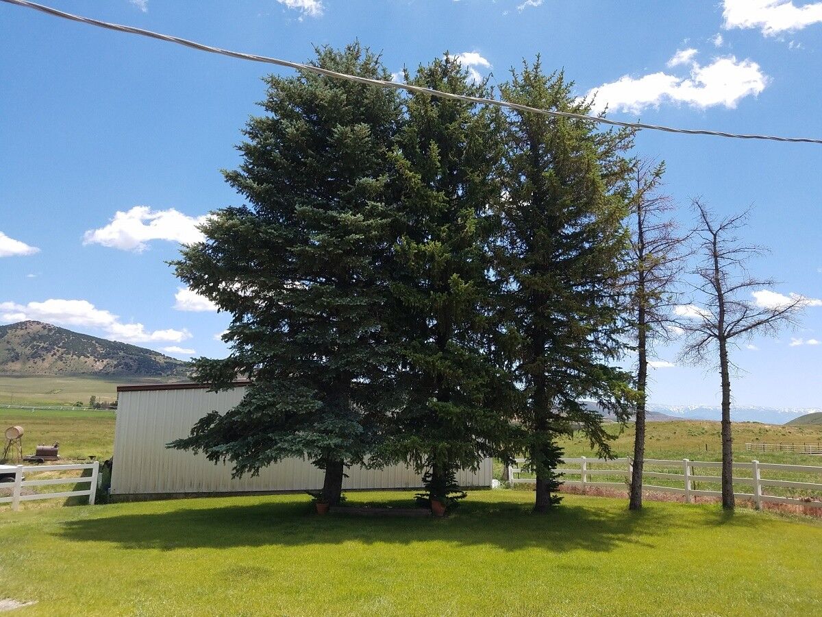 IPS PINE BEETLE CONTROL | BUGSPRAY.COM