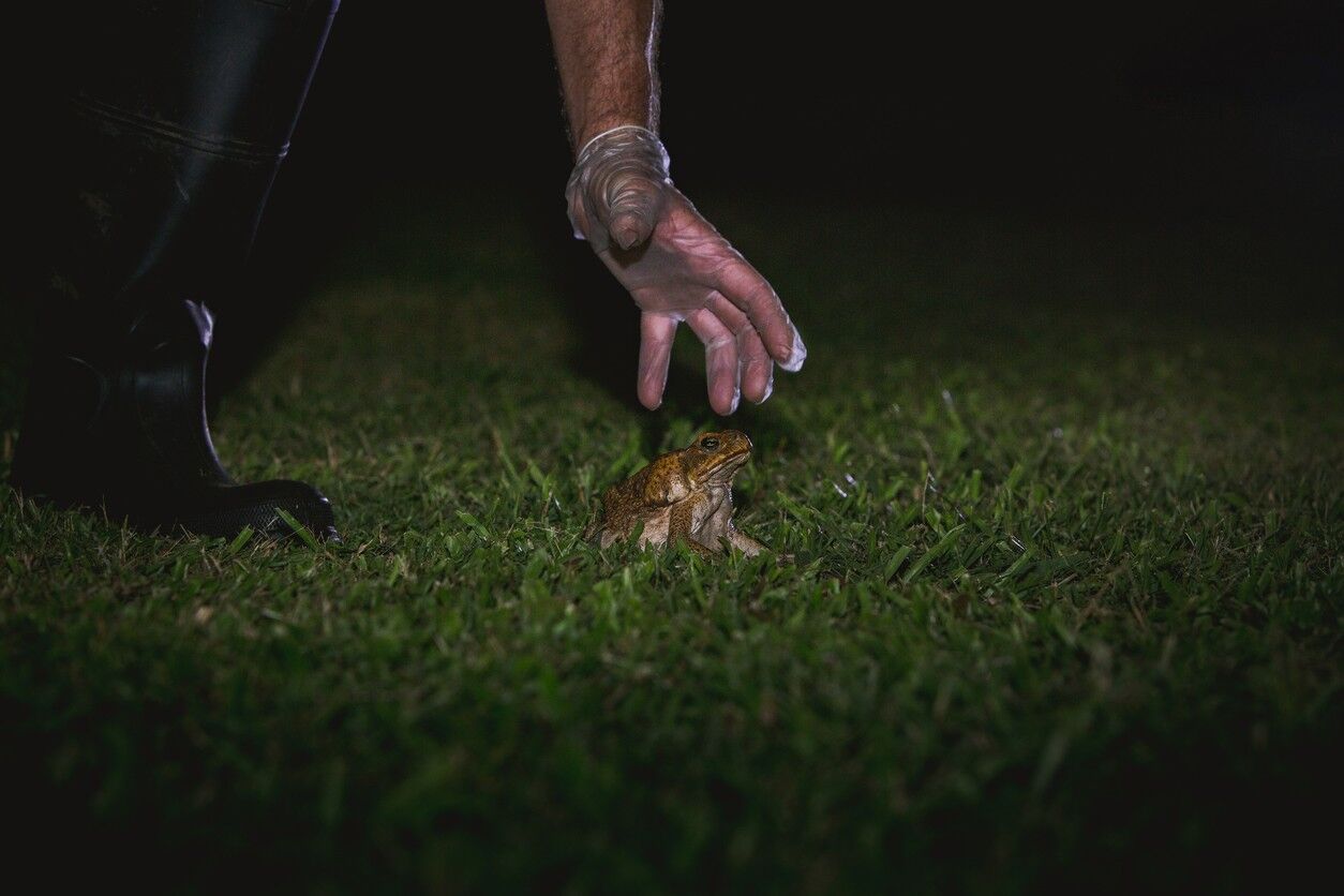 how can I keep cane toads out of my yard? | BUGSPRAY.COM