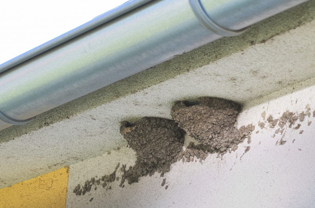 How to keep barn swallows off my house | BUGSPRAY.COM