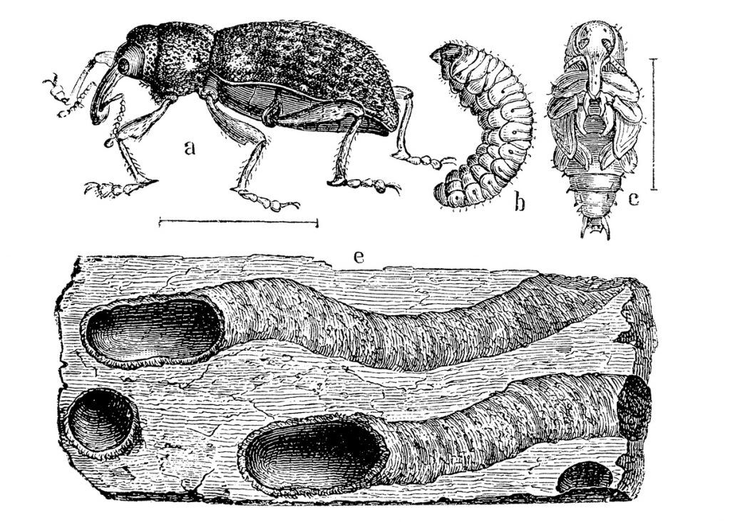 Pine weevils eating my white pine trees! | BUGSPRAY.COM BUGSPRAY.COM