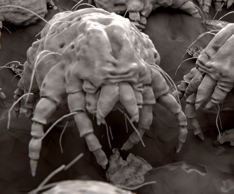 RABBIT FUR MITE CONTROL AND TREATMENT | BUGSPRAY | BUGSPRAY.COM