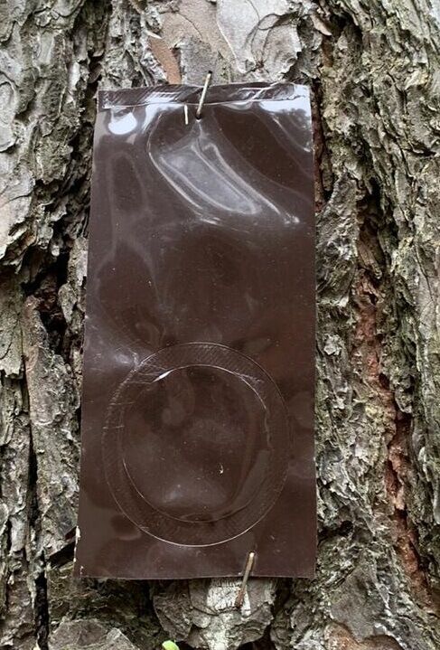 BARK BEETLE CONTROL AND TREATMENT | BUGSPRAY | BUGSPRAY.COM